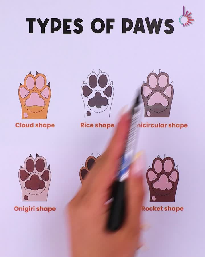 Fun facts about paws 🐾