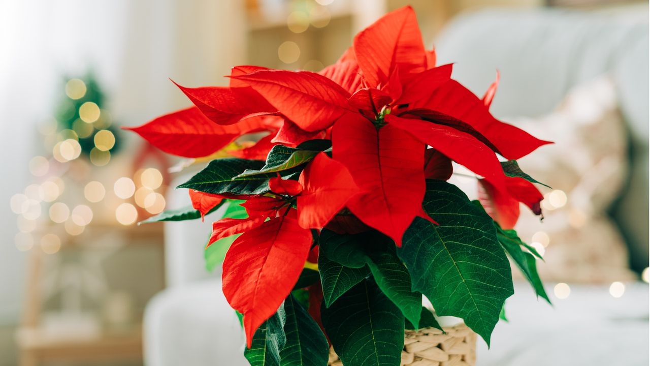 People are using ice cubes to keep poinsettias hydrated with less effort