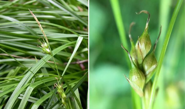 UK's 'rarest plant' rescued from footpath after 'catastrophic decision'