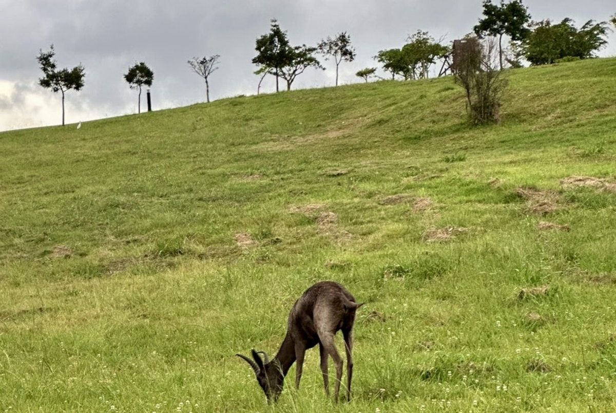 Exclusive | Siya the black Springbok thriving on Garden Route golf estate