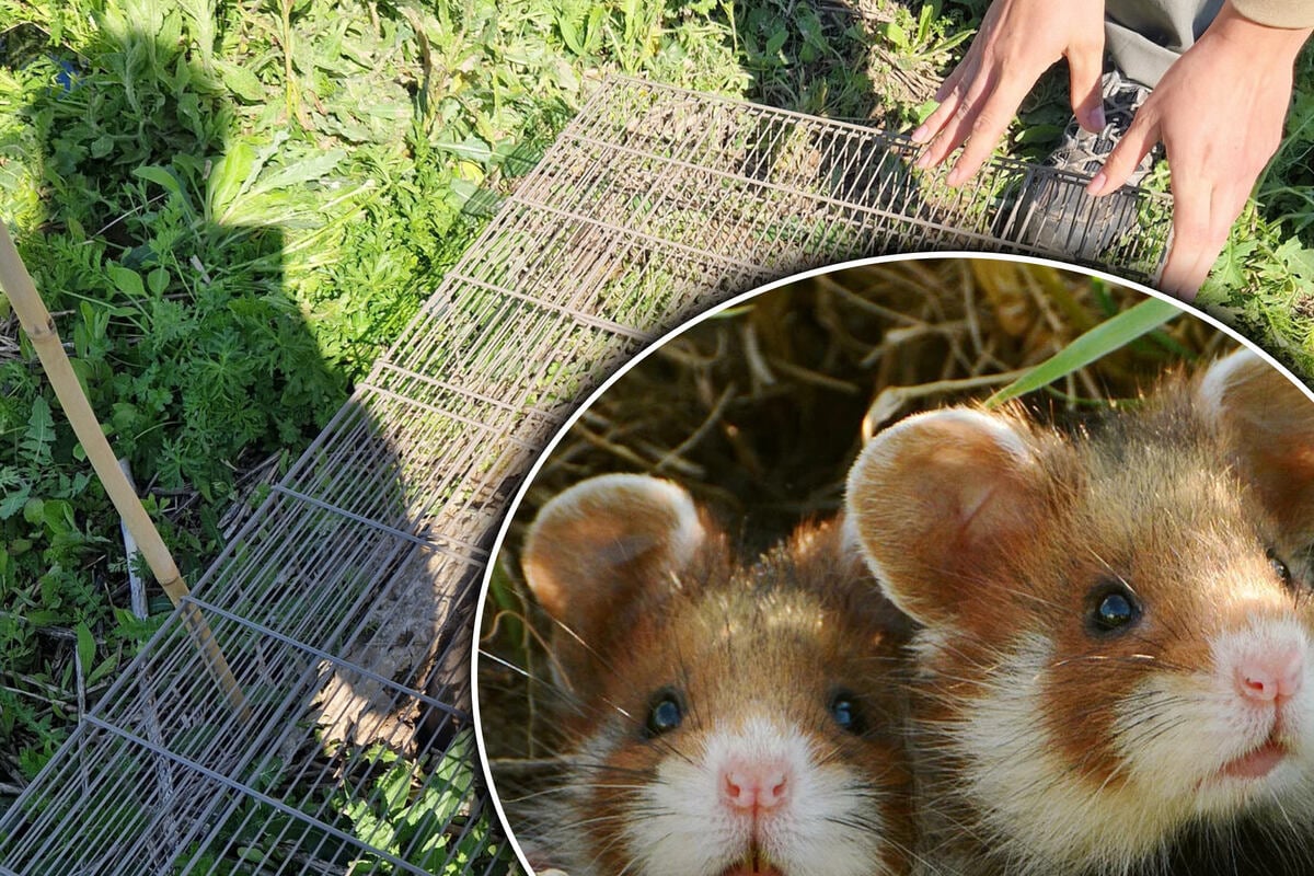Geplanter Geschlechtsakt im Leipziger Zoo: Sonst kommt es zum Inzest