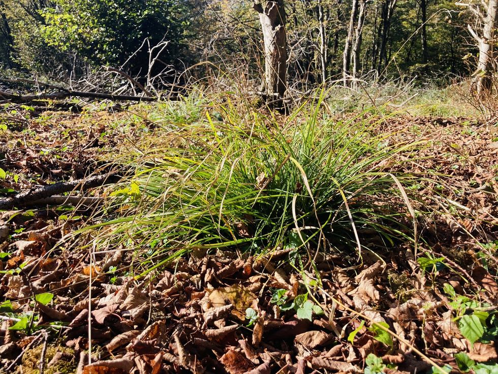 One of Britain's rarest plants rescued after 'catastrophically deciding ...