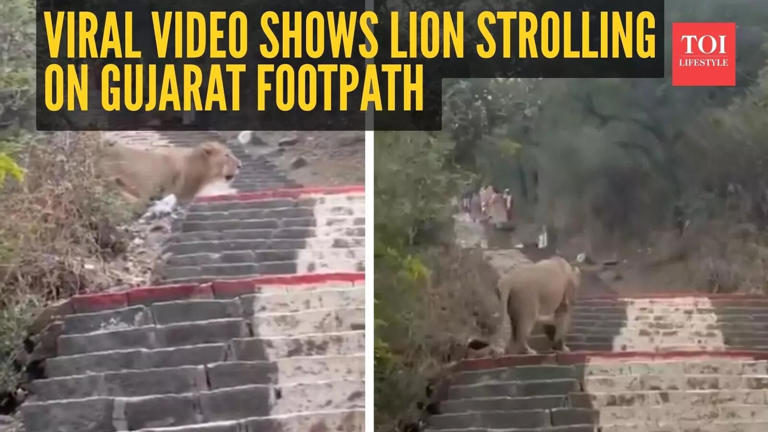 Watch: Viral video shows lion strolling on Gujarat footpath while ...