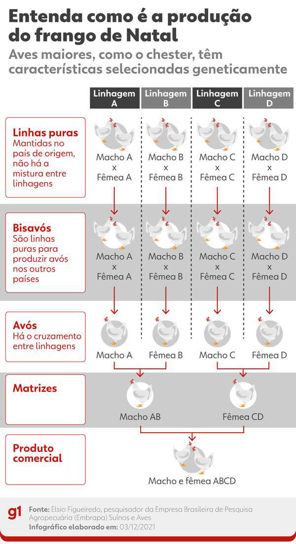Por que Chester e Fiesta são maiores que o frango do dia a dia