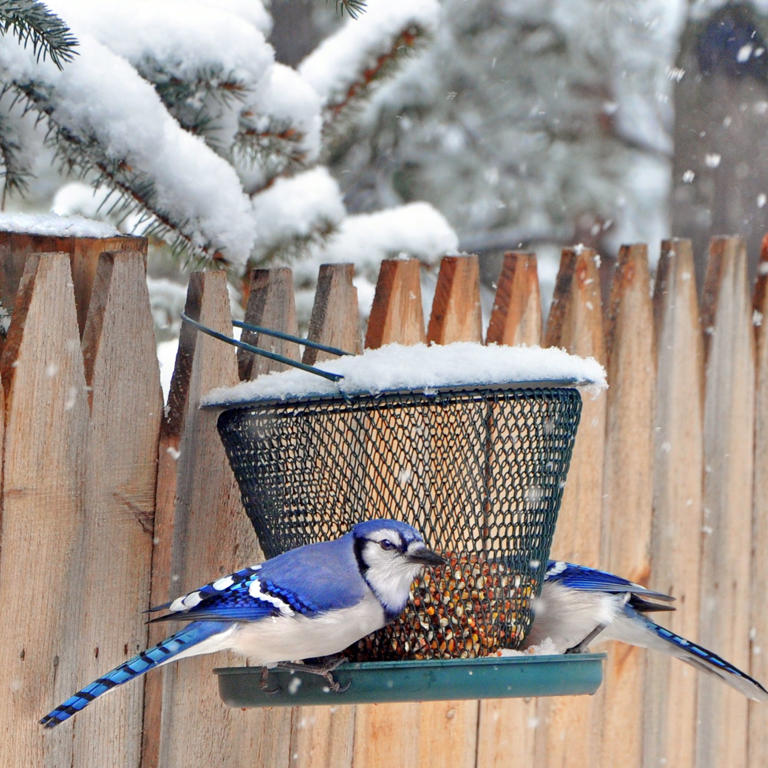 How to make a Christmas dinner for birds – the festive treats experts ...