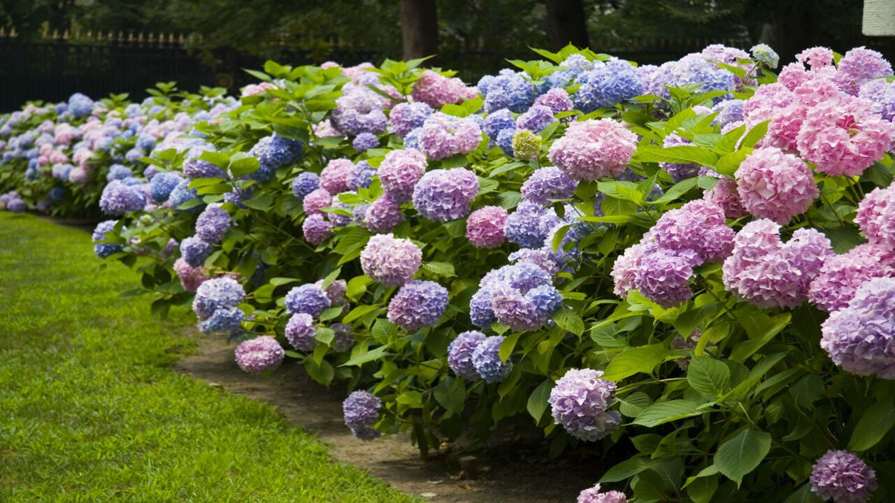 10 reasons your hydrangeas are struggling to grow