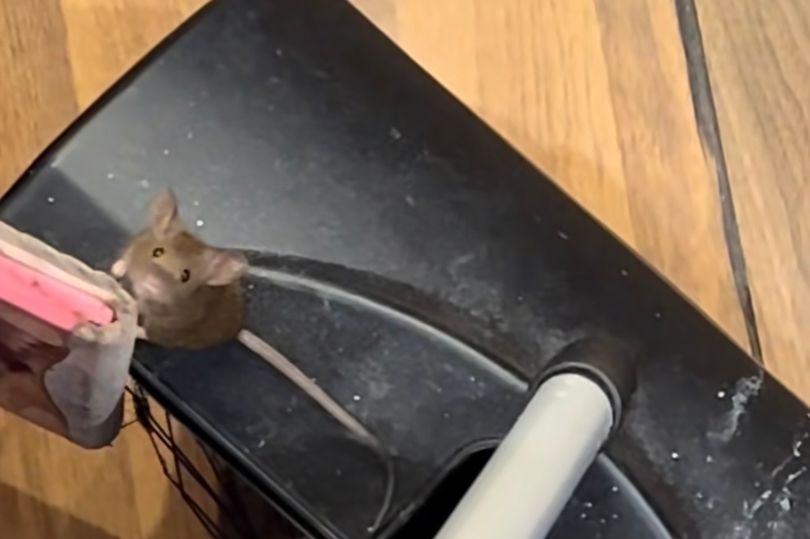 Mouse seen scurrying around in Bullring shop as popular chain responds