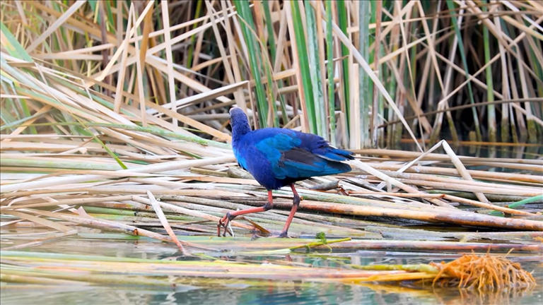 Nadir görülen saz horozları Mersin'deki Göksu Deltası'nda kayda alındı