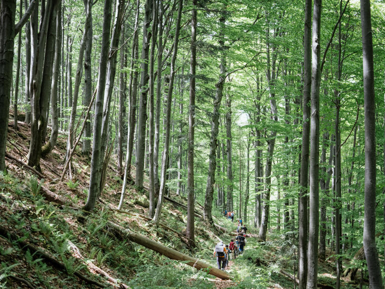 War-weary Ukrainians seek 'green' healing in their vast national parks