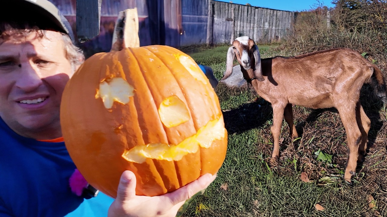 Watch animals create amazing pumpkin masterpieces together