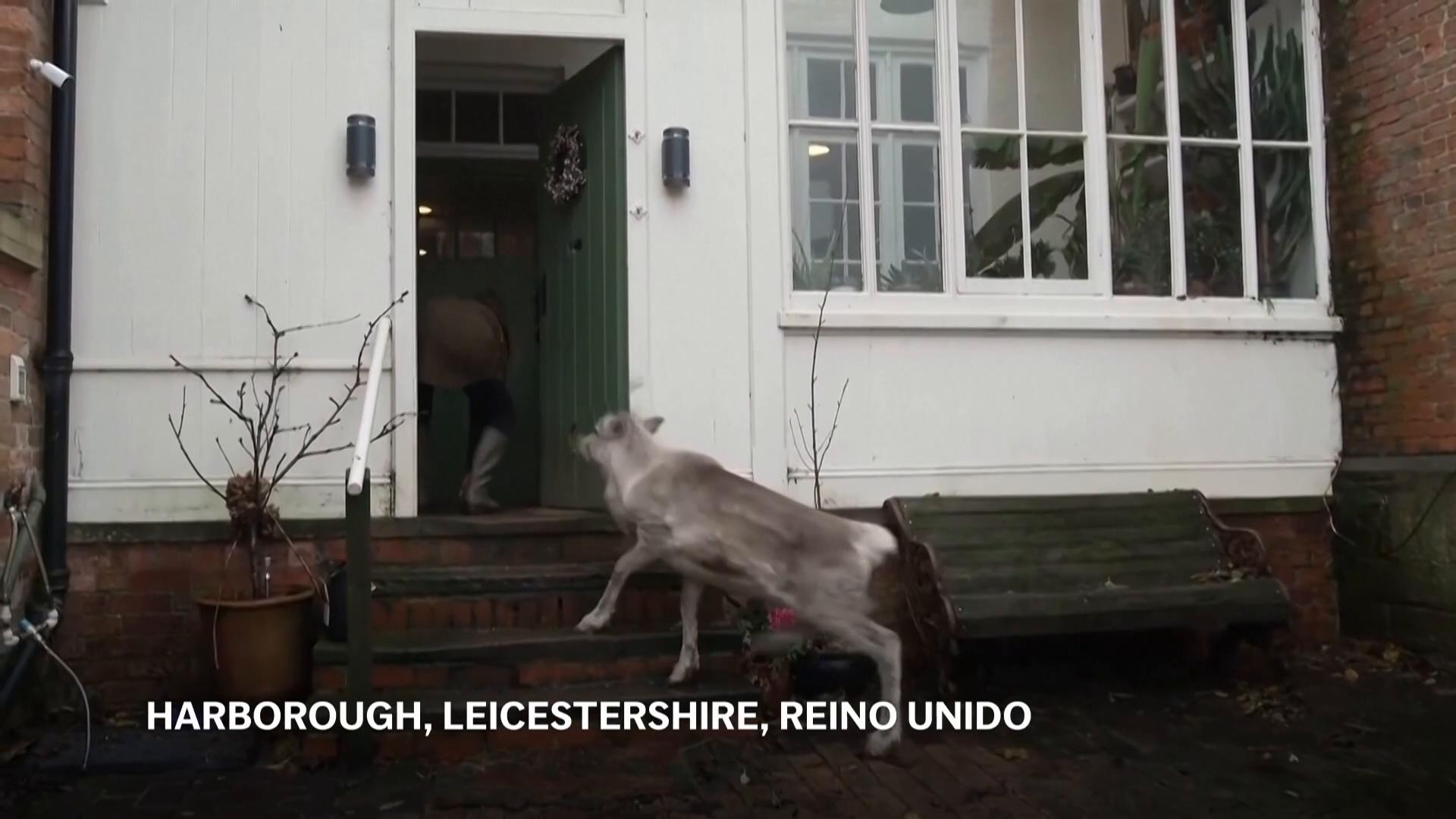 Reino Unido: Conoce a Lars, el pequeño reno criado a mano