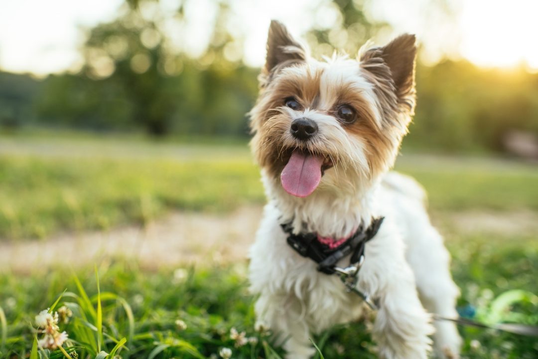 17 small dog breeds that make the best tiny companions