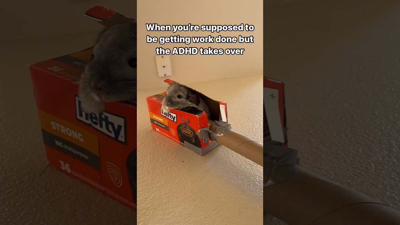 Witness an intense match between a brave chinchilla and tiny kitten