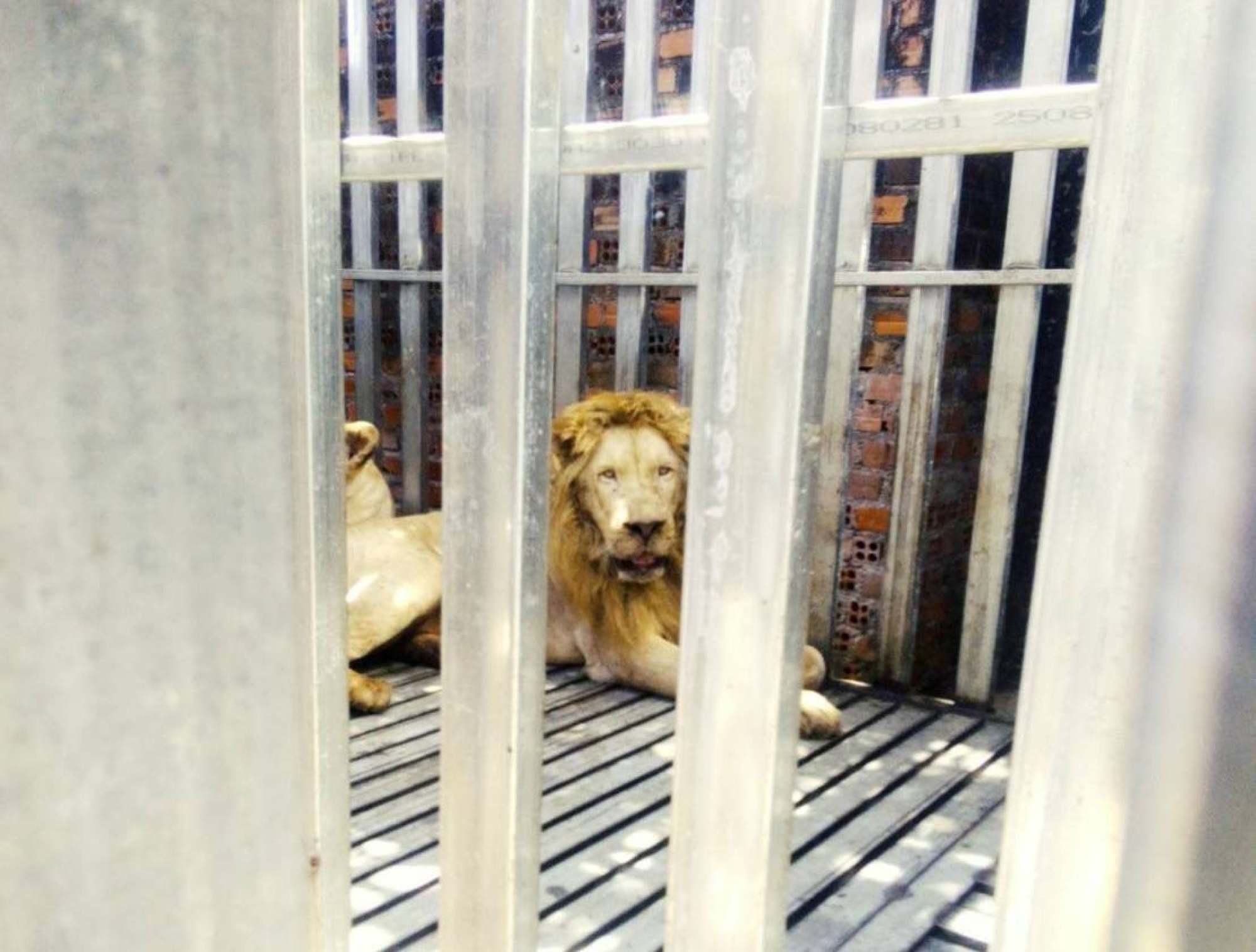 Thai marines rescue starving lions, bears from Cambodian border casino