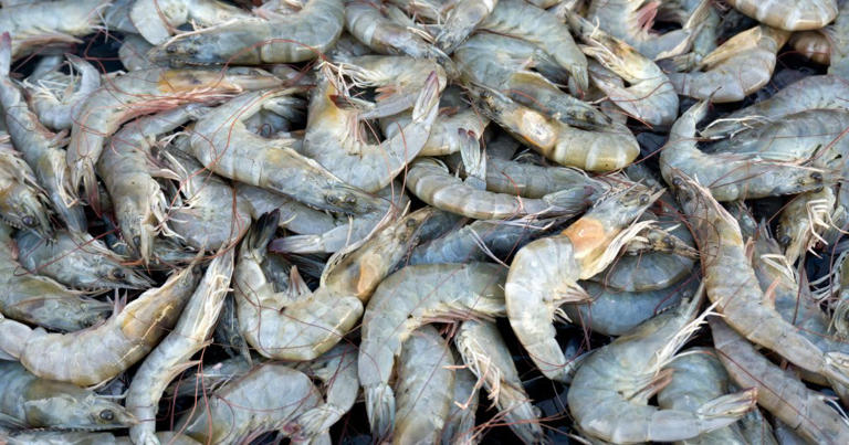 FDA issues extended warning on shrimps recalled over fears of ...