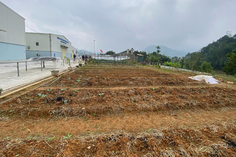 Công đoàn Công ty Yamazaki Việt Nam mở rộng vườn rau công đoàn