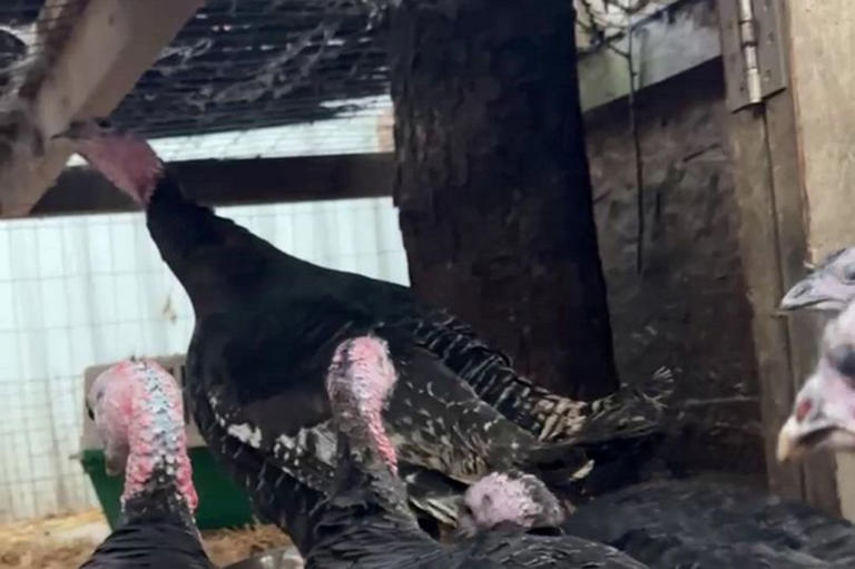 Bristol sanctuary rescues turkeys from Christmas slaughter