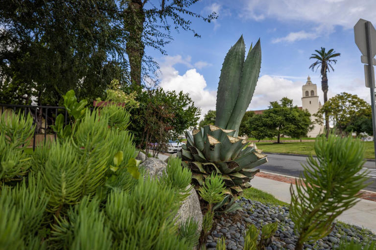 SoCal agave owners have been hacked. What are thieves doing with those ...