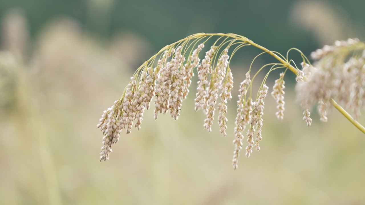 Bringing back a lost grain: Taitung, part 3 | TaiwanPlus News