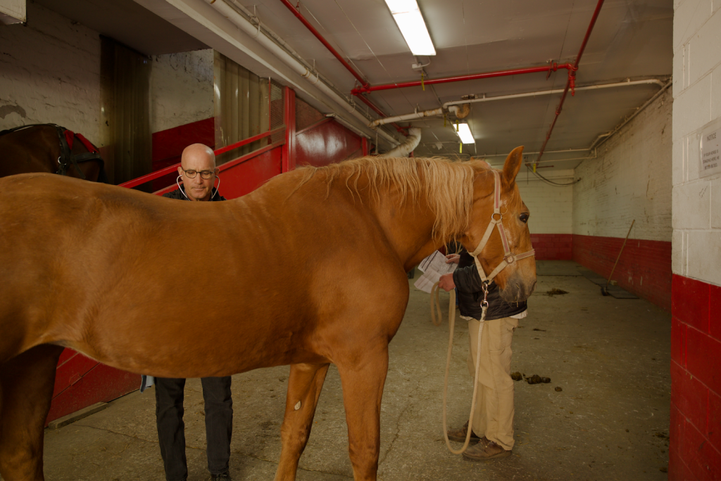 Will Mamdani save the horse-drawn carriage industry?