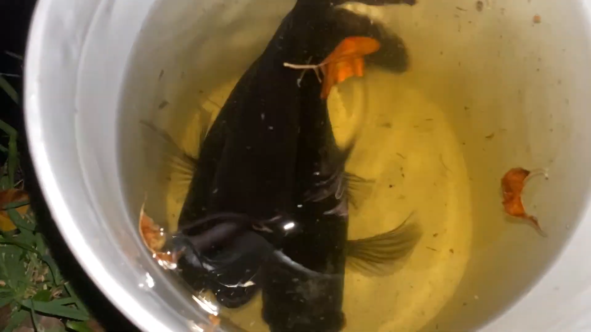 Catching rare aquarium fish for my fish tank