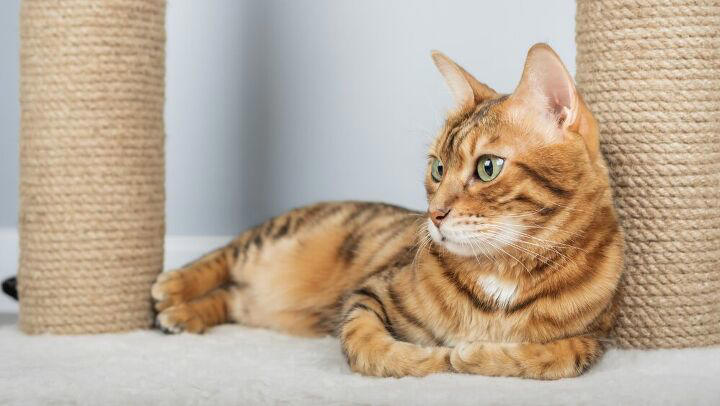 Why your cat still scratches the furniture—even with a scratching post