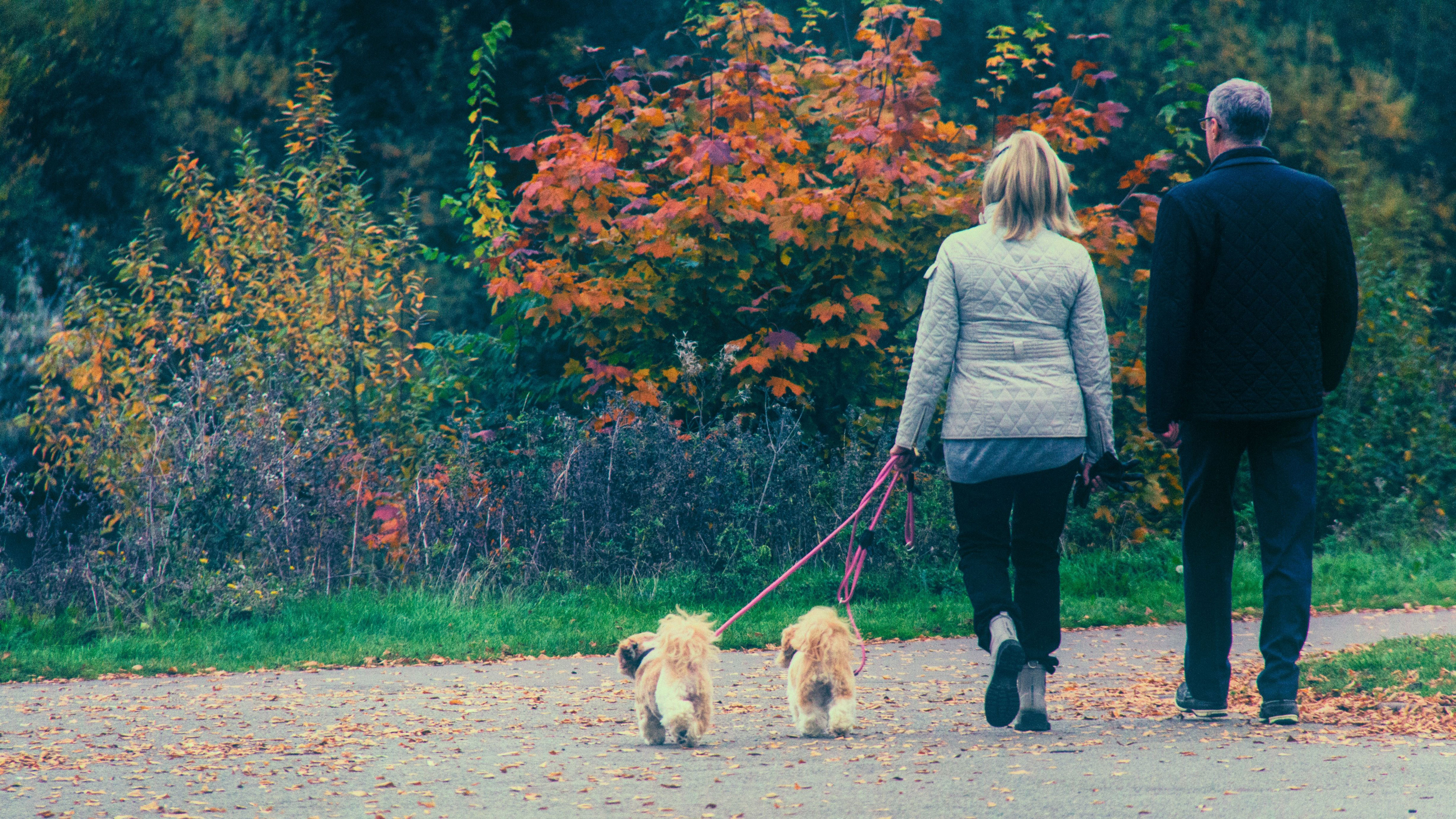 The pet-care mistakes vets see all the time