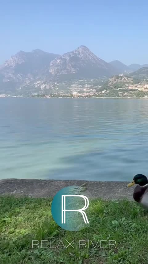 🦆 30 seconds of curious ducks relaxing on lakeside 😀 #shorts # ...