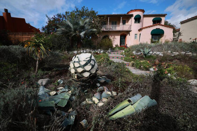 SoCal agave owners have been hacked. What are thieves doing with those ...