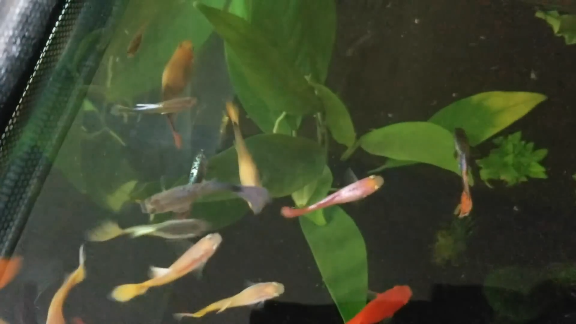 My fancy guppies had babies