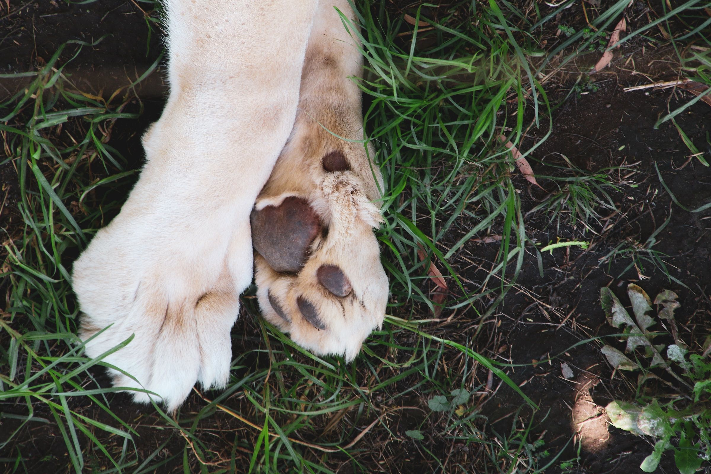 The pet-care mistakes vets see all the time