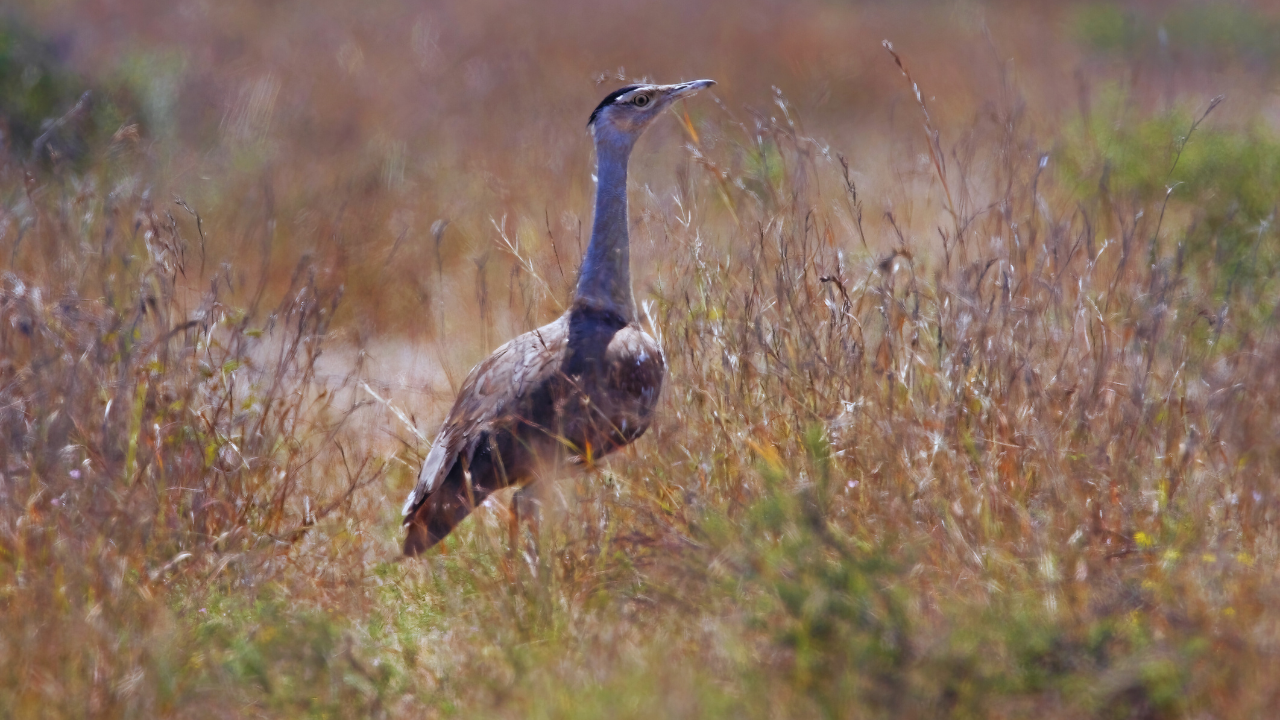 8 iconic wildlife reserves in India where the tiger is not the star ...