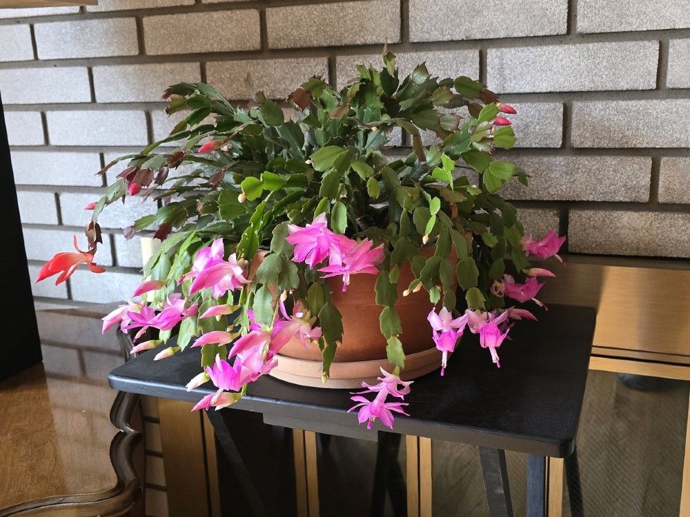 Around the home: Colourful holiday cacti bring mid-winter cheer