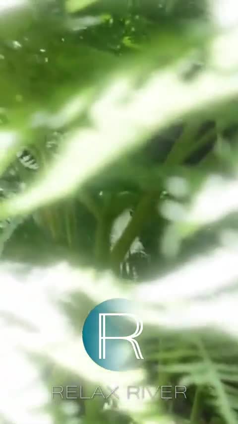 Serene walk through glowing greenery: Deep relaxation & ambient nature ...