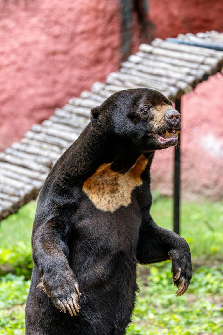 Wildlife warning signs humans should never ignore