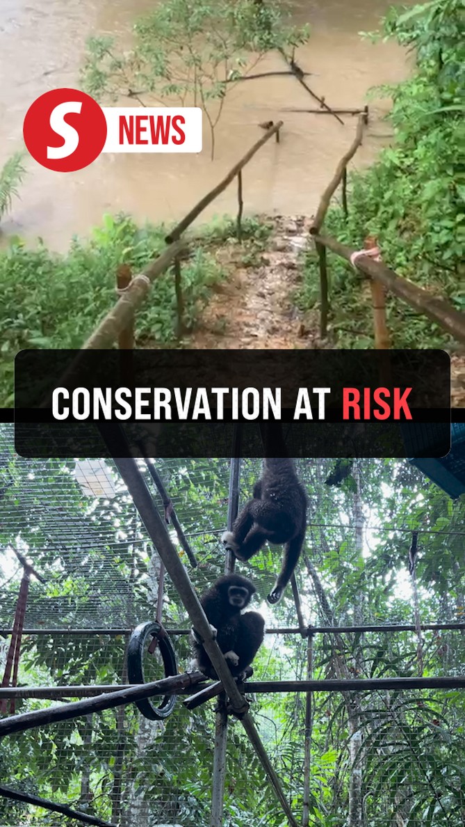 Flooding strands gibbons, raising concerns over sanctuary safety