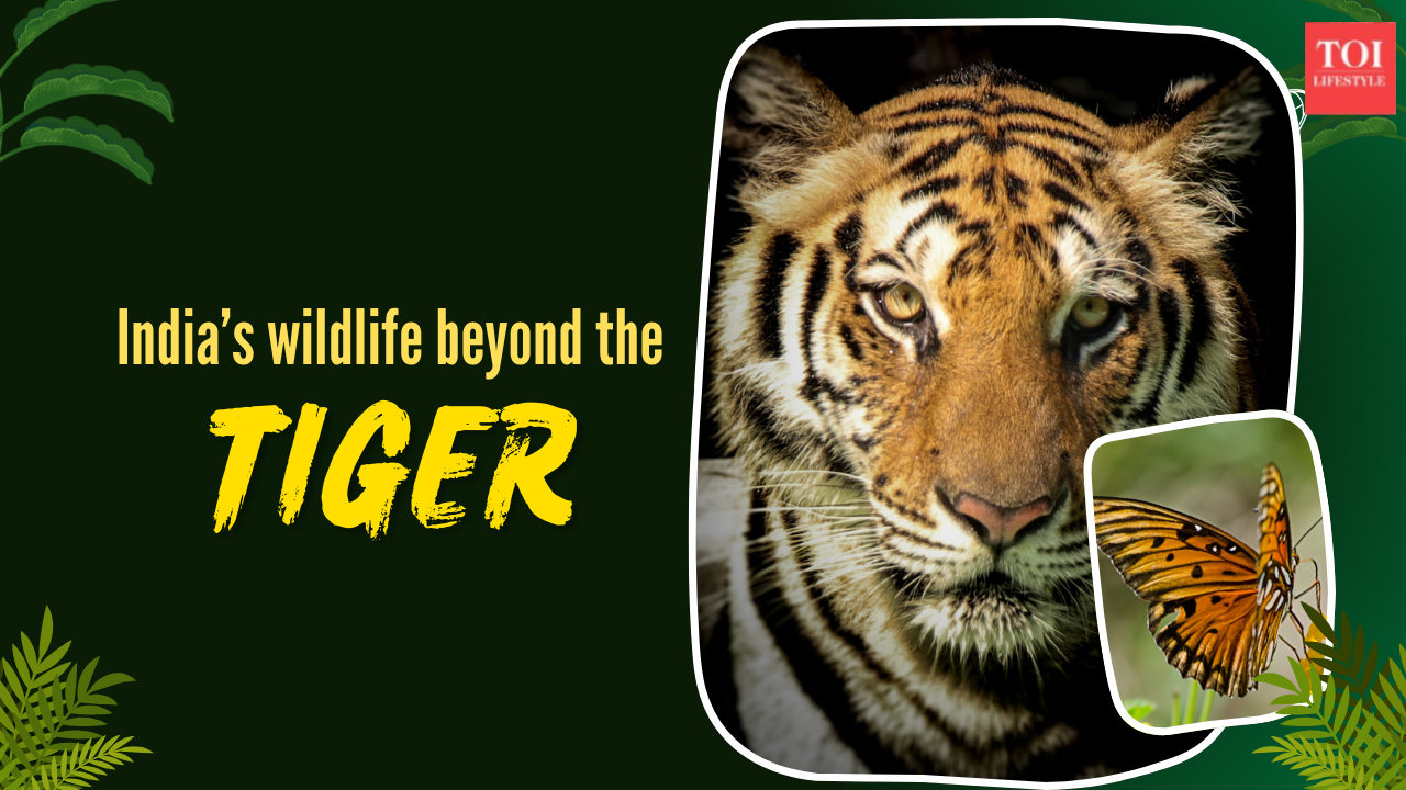 8 iconic wildlife reserves in India where the tiger is not the star ...
