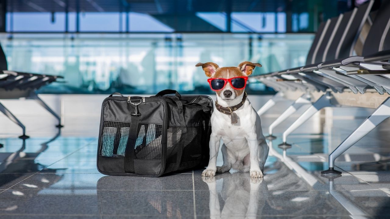 Best dog-friendly vacation destinations in the US