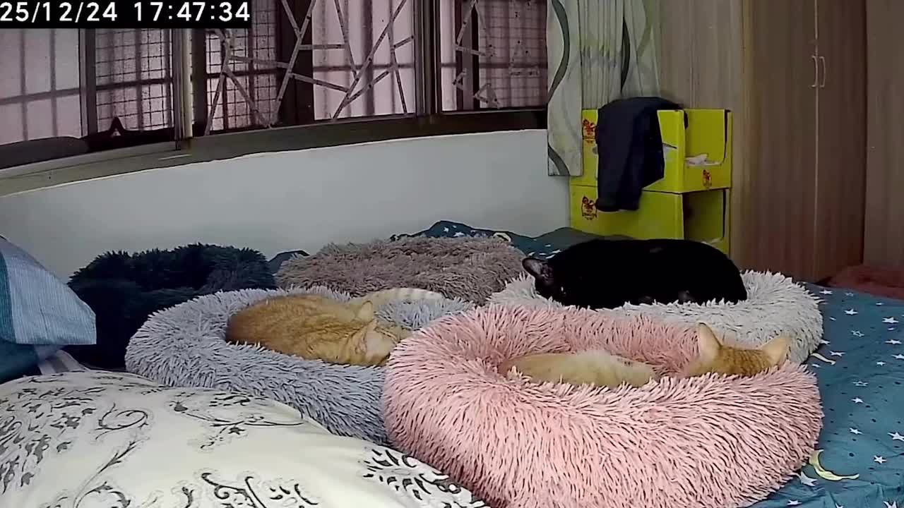 Cat startled as magnitude 6 earthquake rattles Taiwan