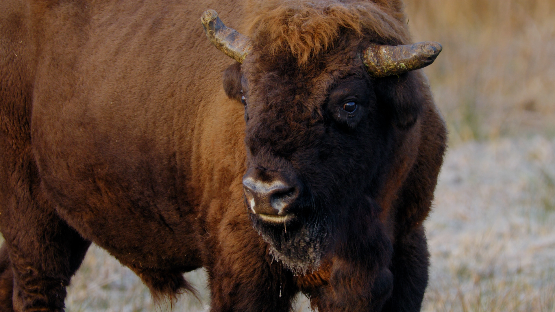 Filmé un bisonte macho en campo abierto