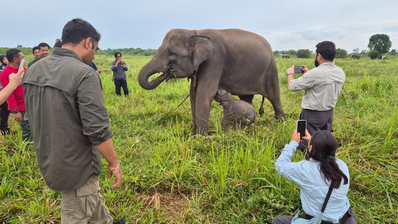 Populasi gajah Sumatera makin kritis, Kemenhut gandeng Vantara ...