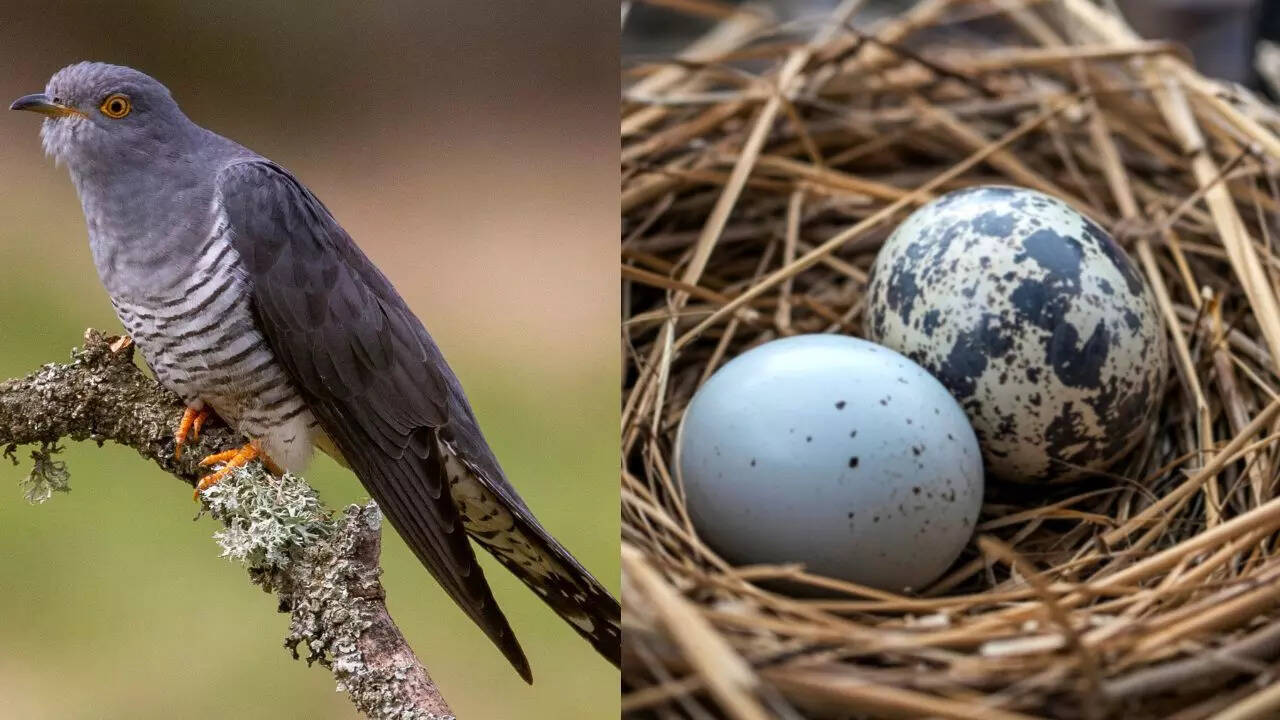Why a cuckoo bird lays its eggs in a crow’s nest instead of building ...