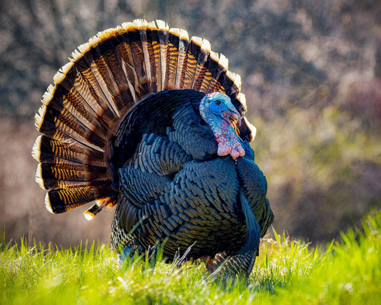 UGA researchers say hunting may be influencing turkey gender ratios