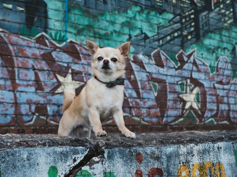 10 small dog breeds with big dog attitudes