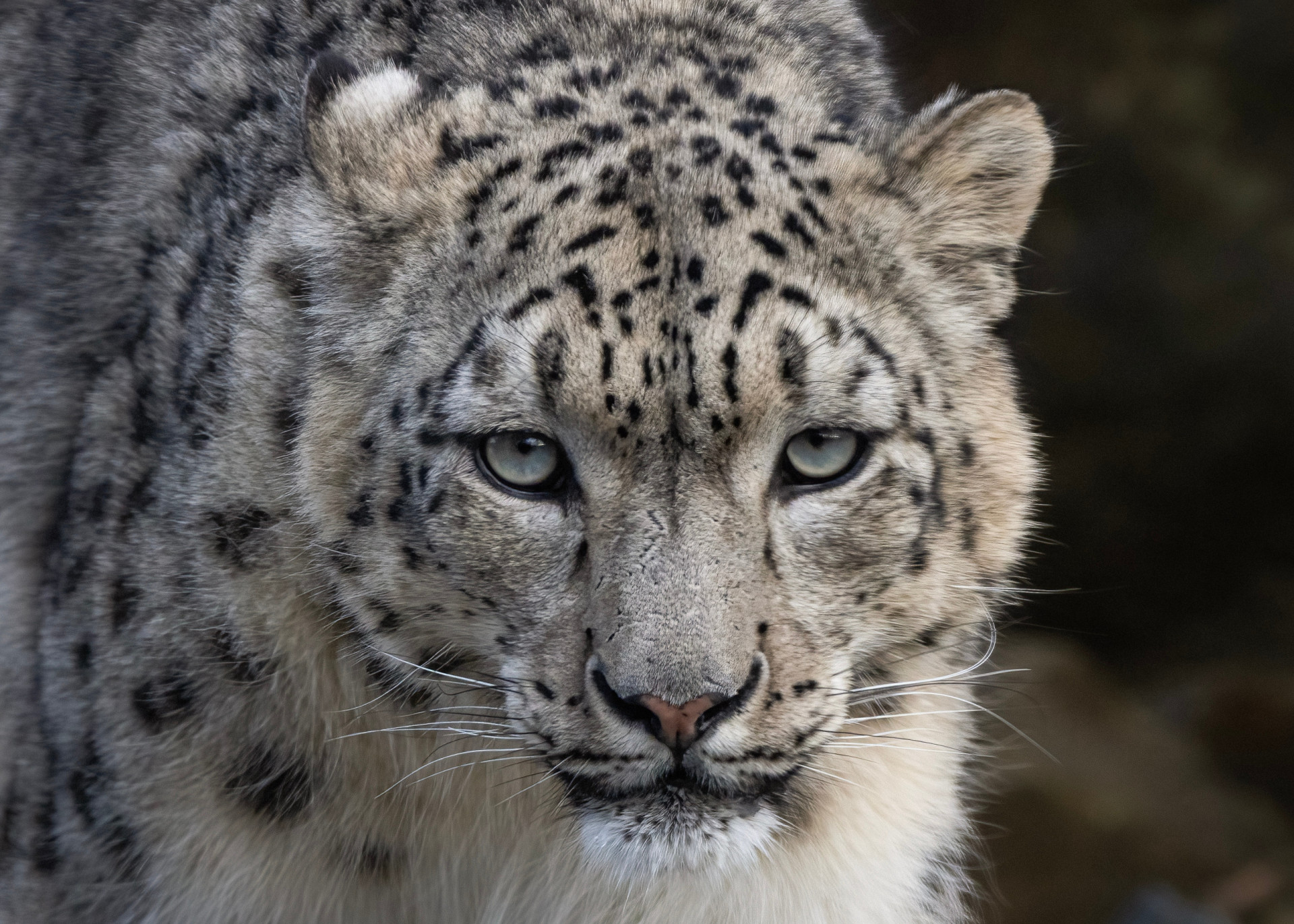 The mysterious life of snow leopards