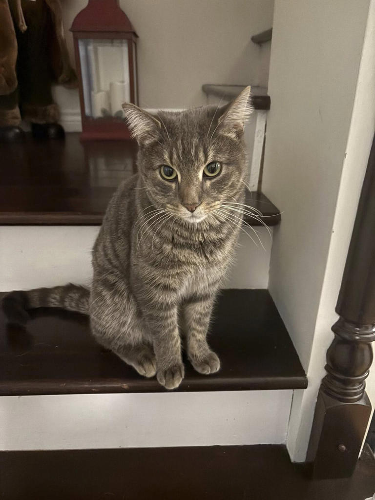 Family celebrates Christmas meow-icle and reminds others to microchip pets