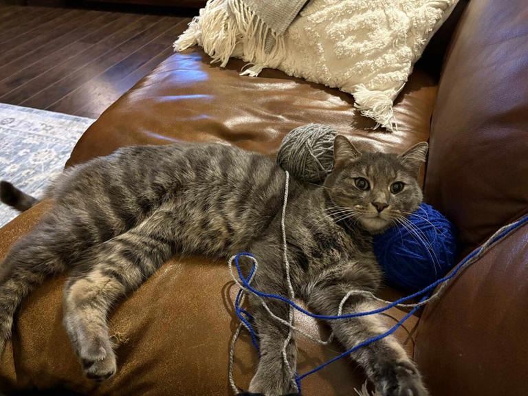 Family celebrates Christmas meow-icle and reminds others to microchip pets