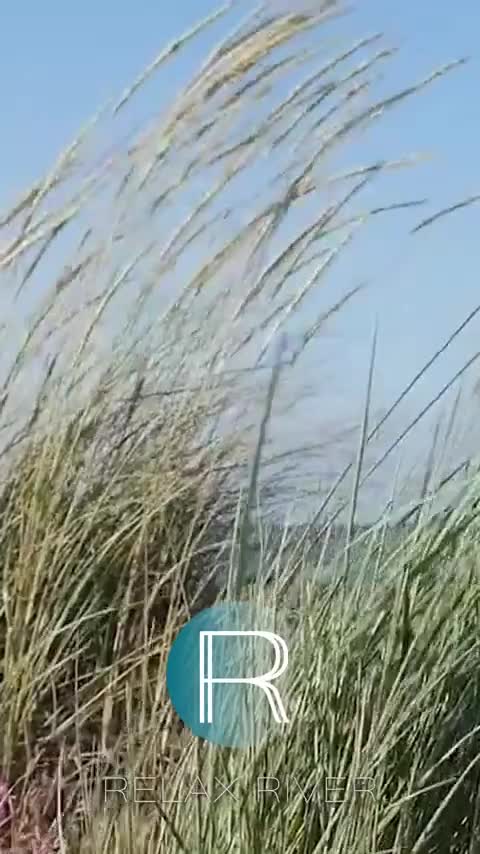 Gentle swaying grass & serene skies | Relaxing nature scene with ...