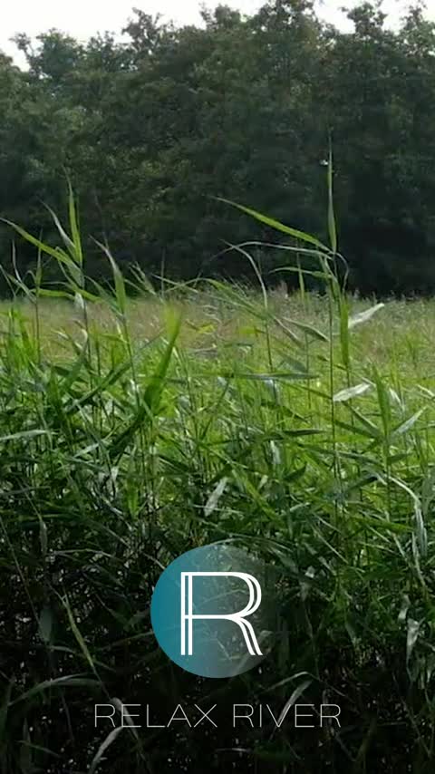 Tranquil forest & swaying grass | Relaxing nature video with calming ...