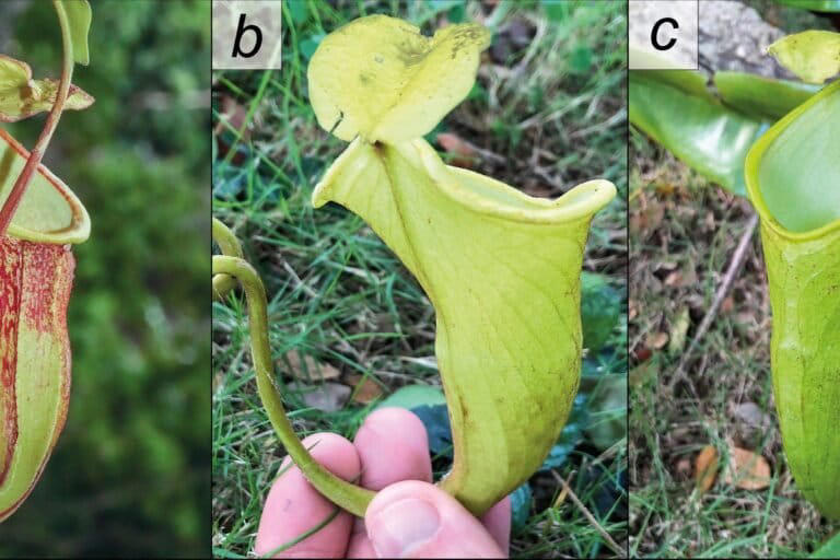 New pitcher plant found in the Philippines may already be critically ...